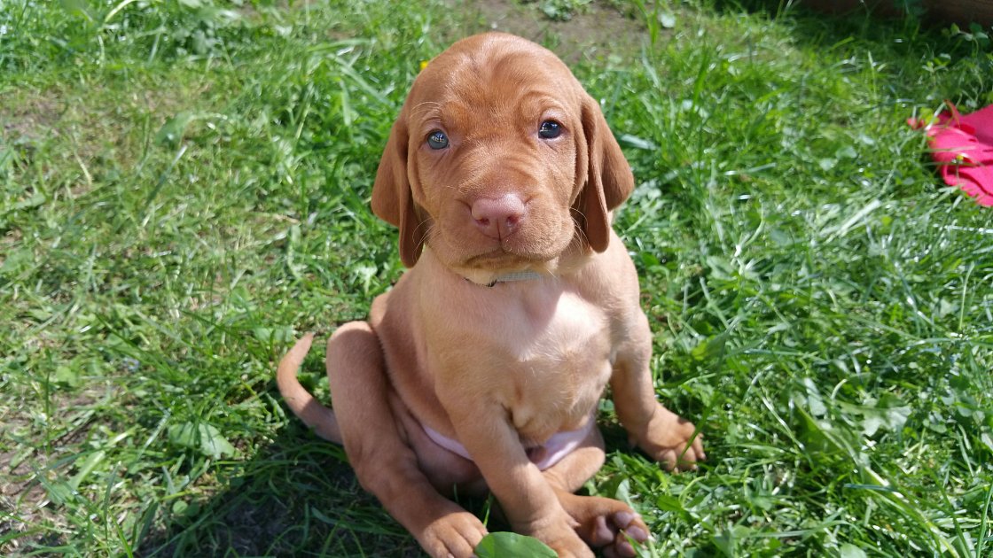 Jaké zvíře k dětem | Life24.cz